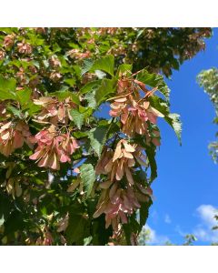 Maple - Deciduous & Ornamental Trees - Trees & Shrubs - Shop Catalogue