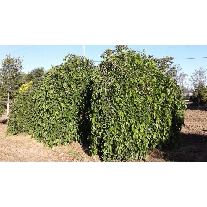 Weeping Mulberry
