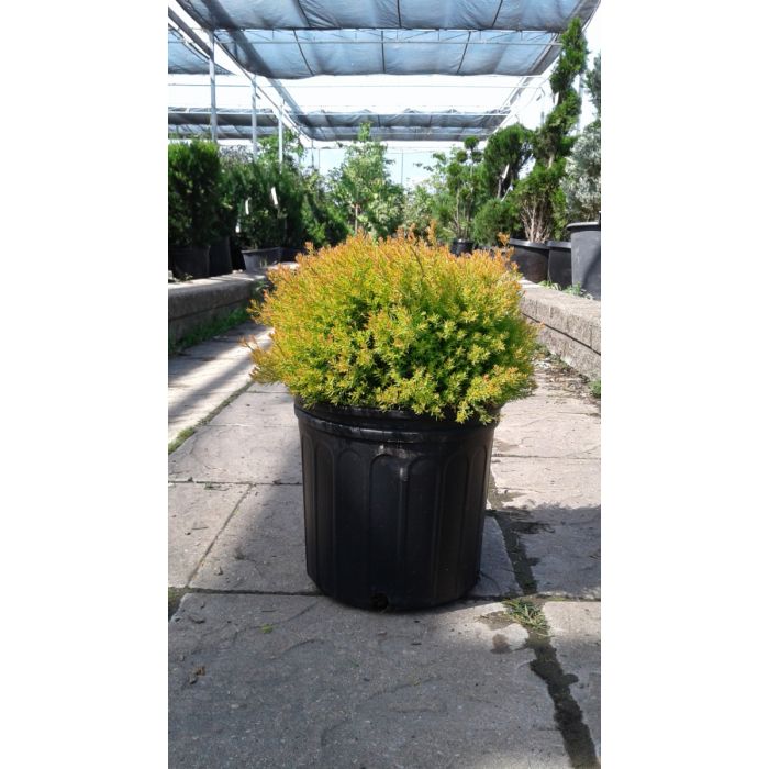 Fire Chief Globe Cedar