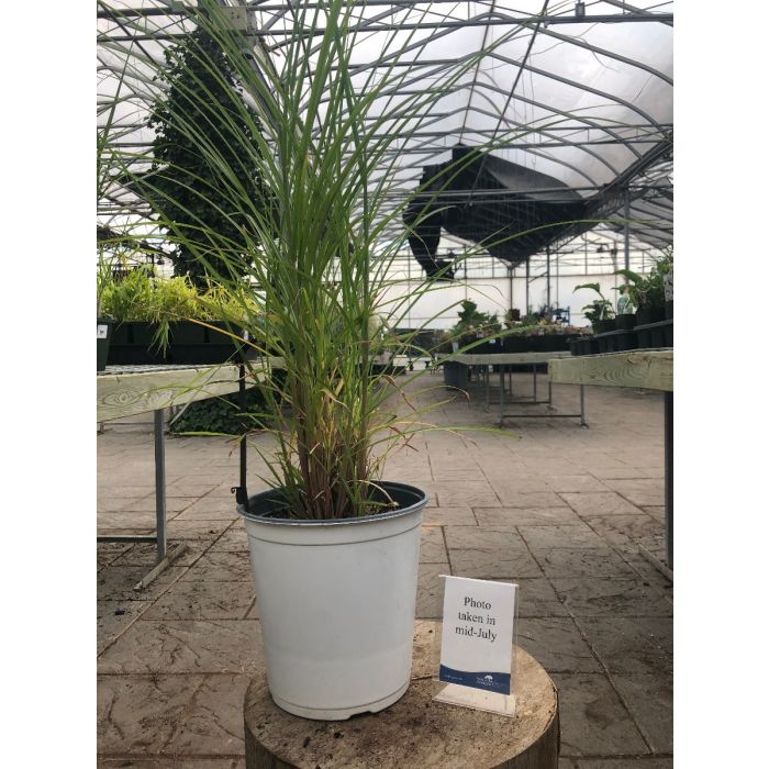 Miscanthus 'Huron Sunrise' 1G