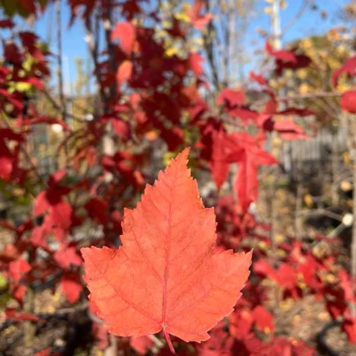 Amur Maple Clump