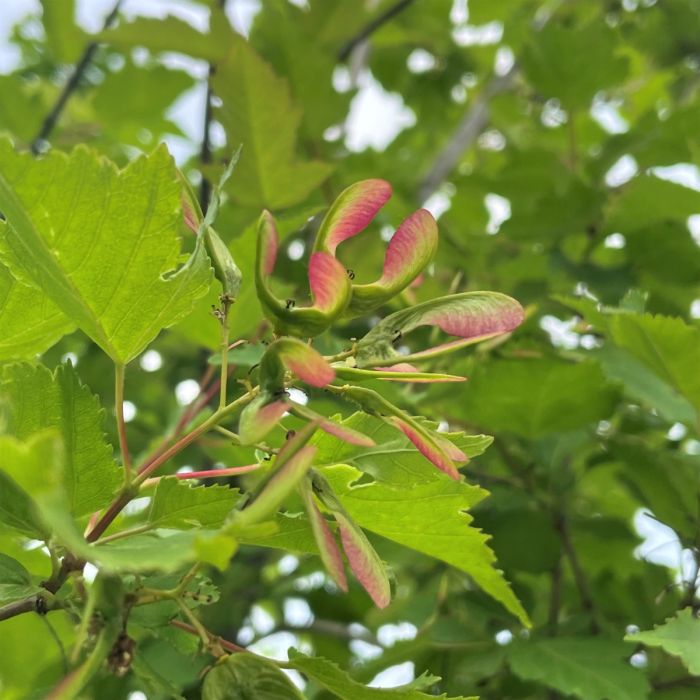 Amur Maple Tree
