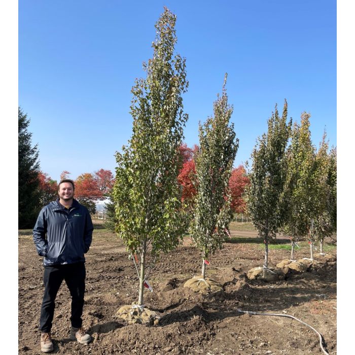 Armstrong Gold Maples