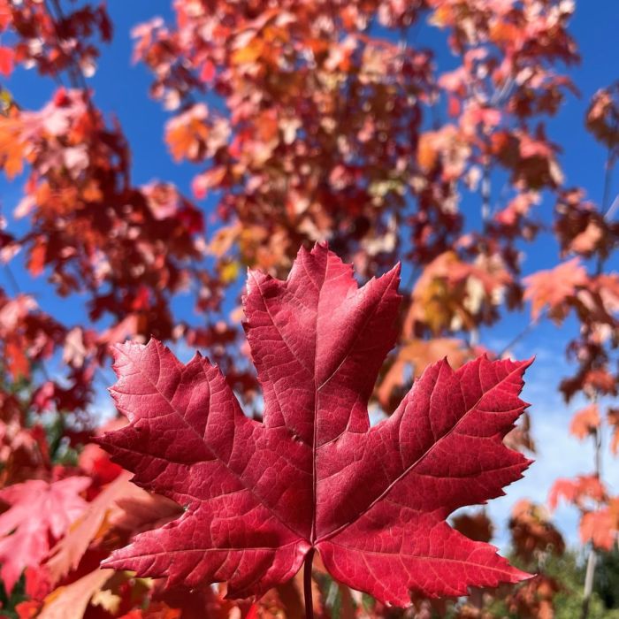 Autumn Blaze Maple