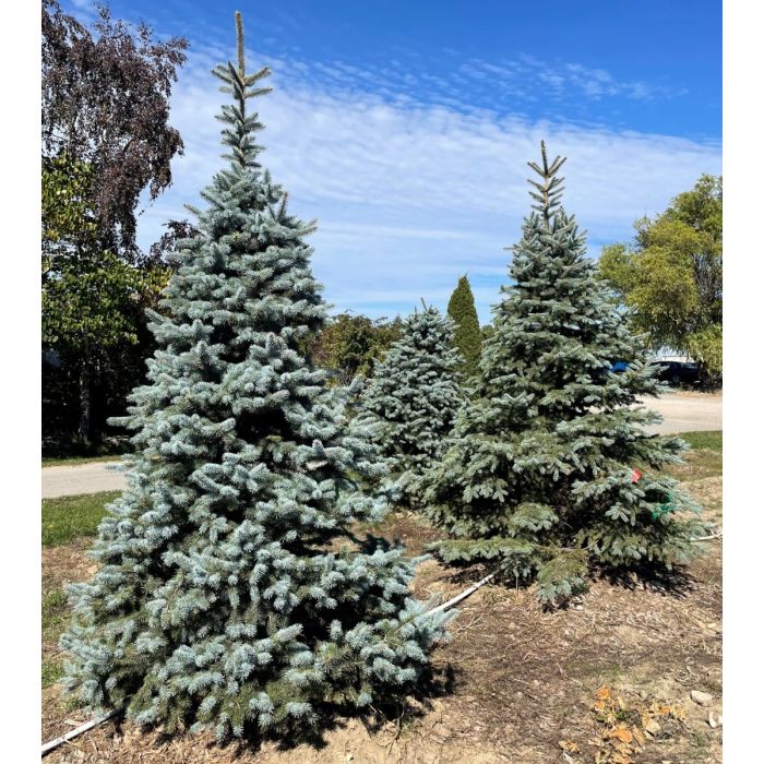 Baby Blue Spruce