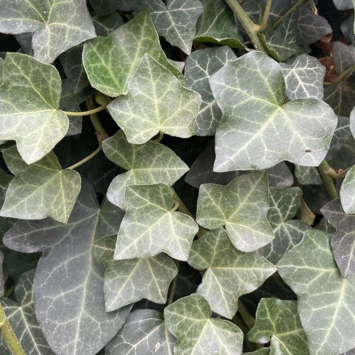 Baltic Ivy
