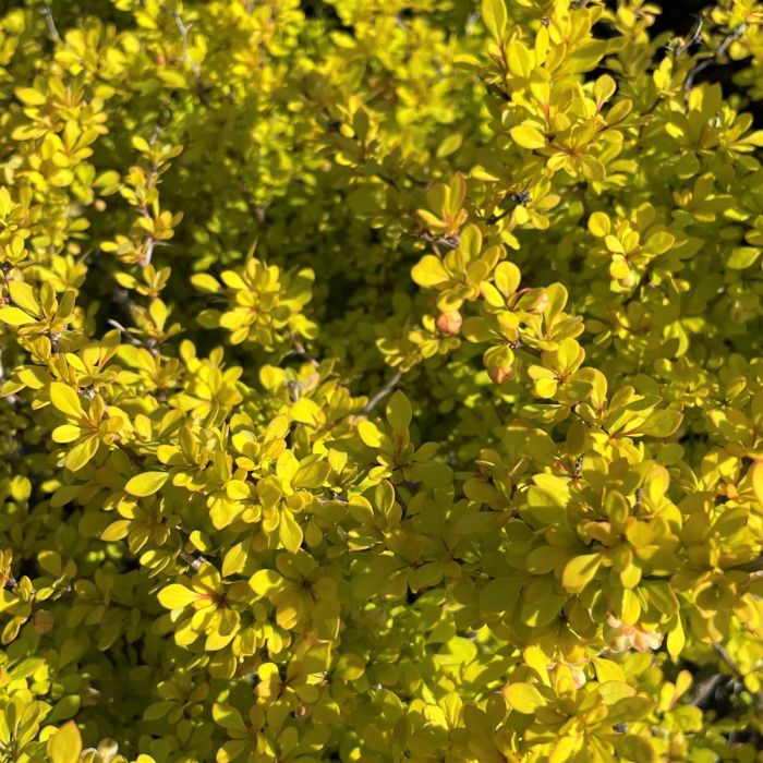 Golden Dwarf Barberry