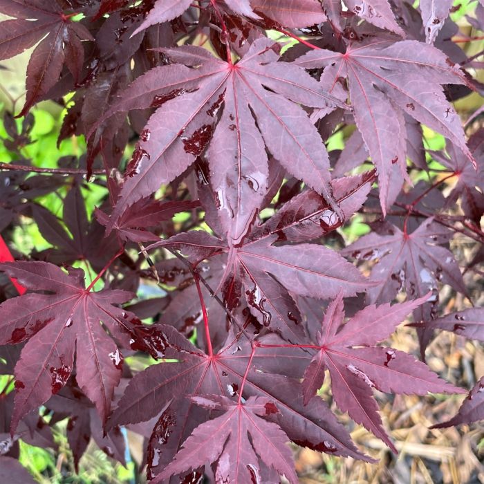 Bloodgood Japanese Maple