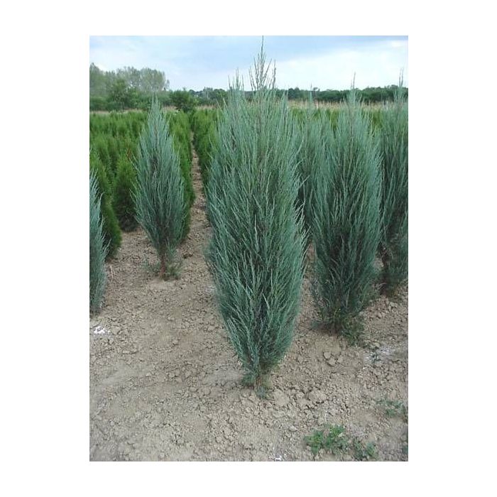 Blue Arrow Juniper