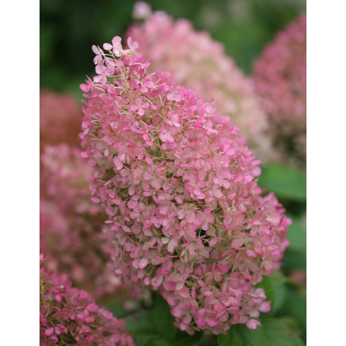 Bobo Hydrangea