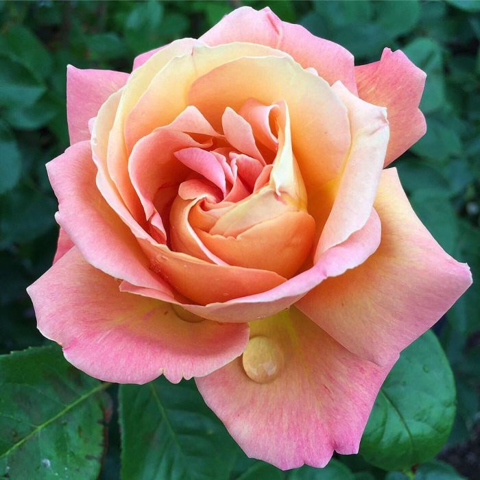 Hybrid Tea Chicago Peace