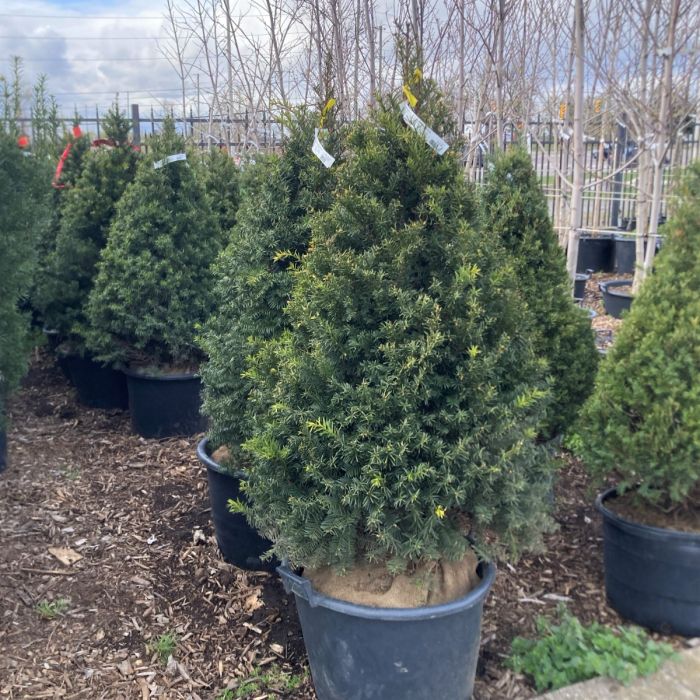 Clipped Cone Japanese Yew