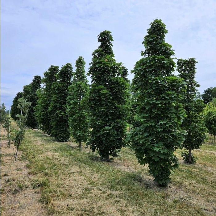 Columnar Norway Maple