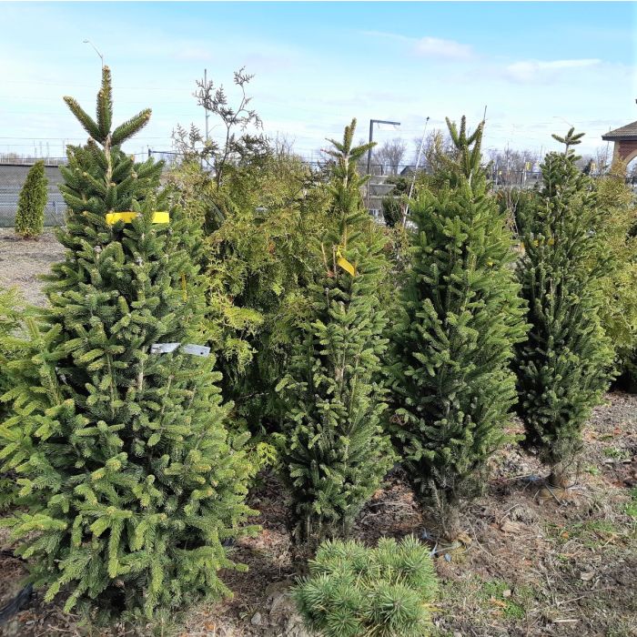 Columnar Norway Spruce