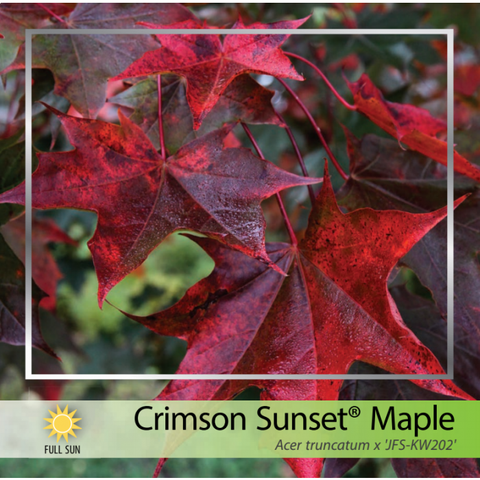 Crimson Sunset Maple