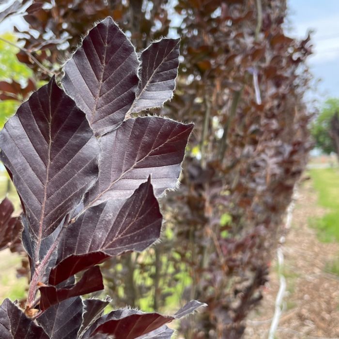 Dawyck Purple Beech