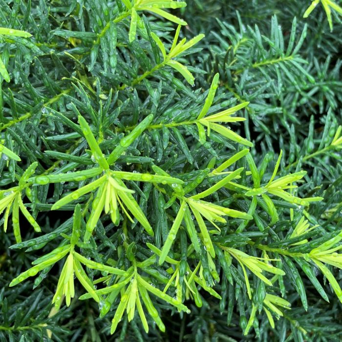Dense Yew