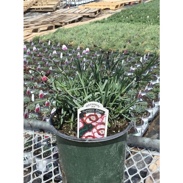 Dianthus Raspberry Swirl