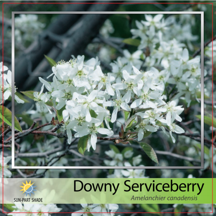 Downy Serviceberry Tree