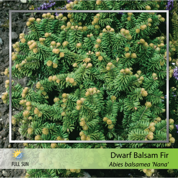 Dwarf Balsam Fir