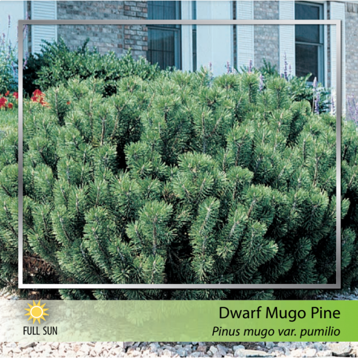 Dwarf Mugho Pine