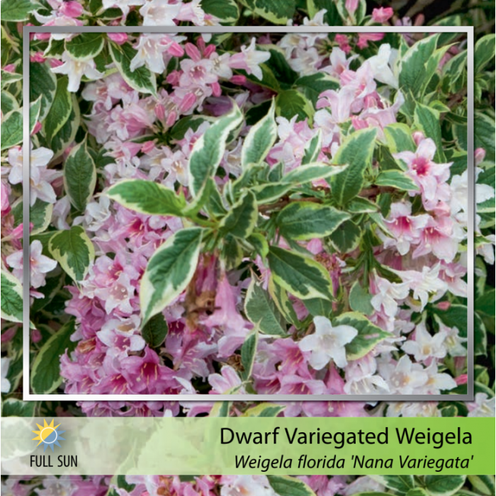 Dwarf Variegated Weigela