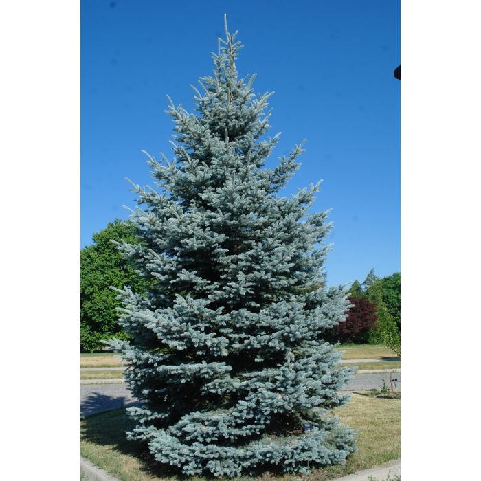Fat Albert Blue Spruce