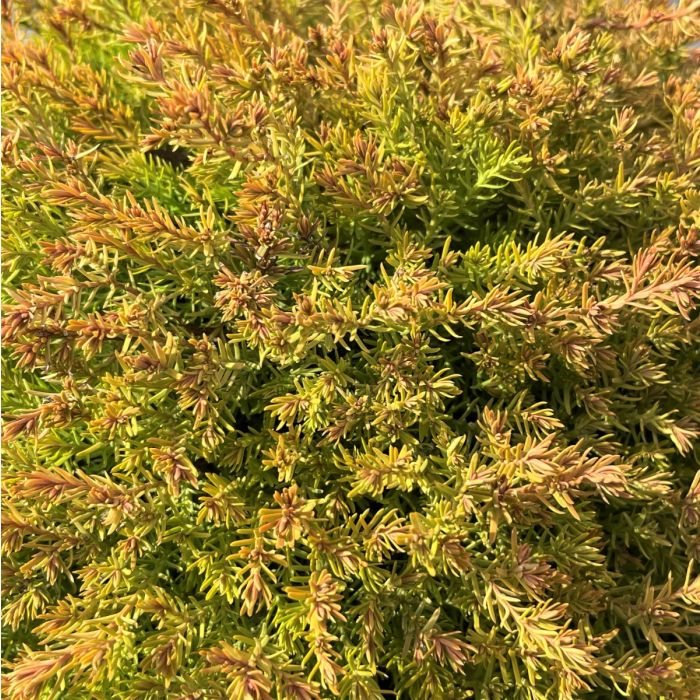 Fire Chief Globe Cedar