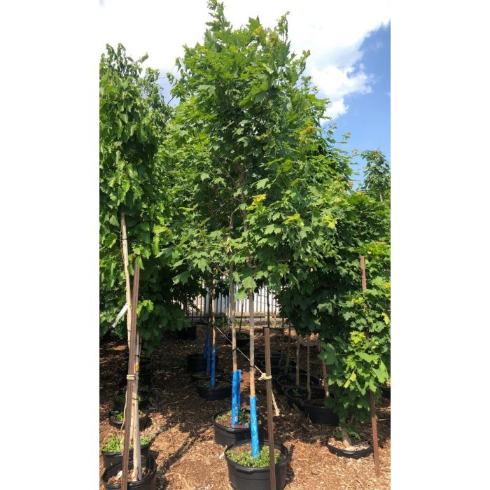 Flashfire Sugar Maple