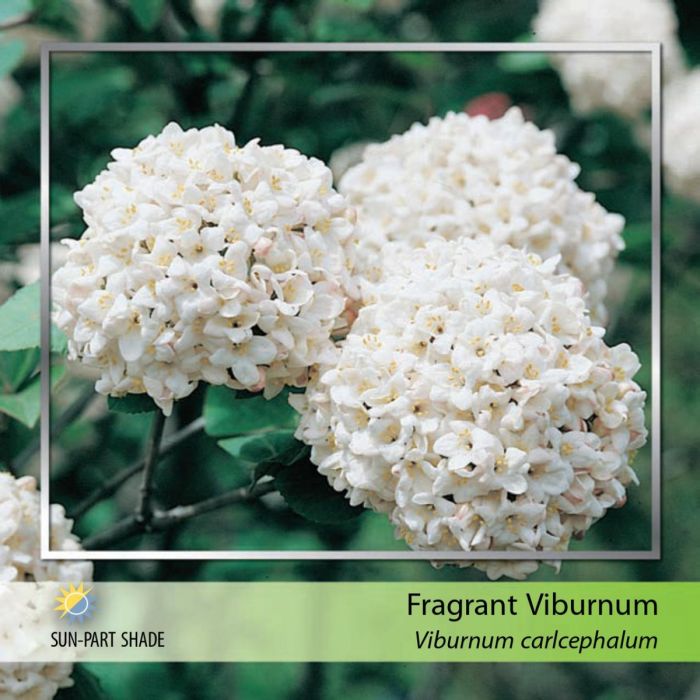 Fragrant Snowball Std