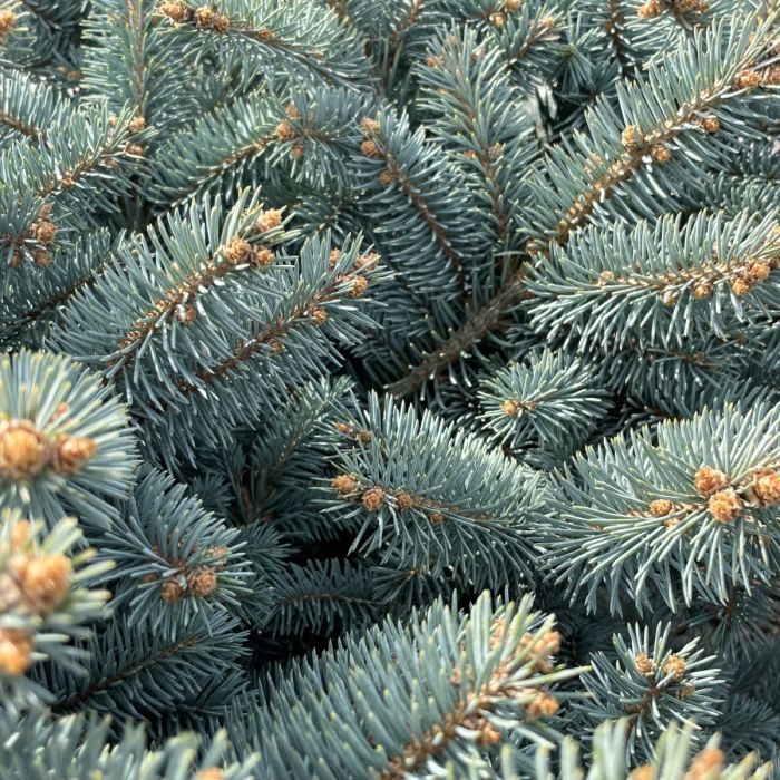 Globe Blue Spruce