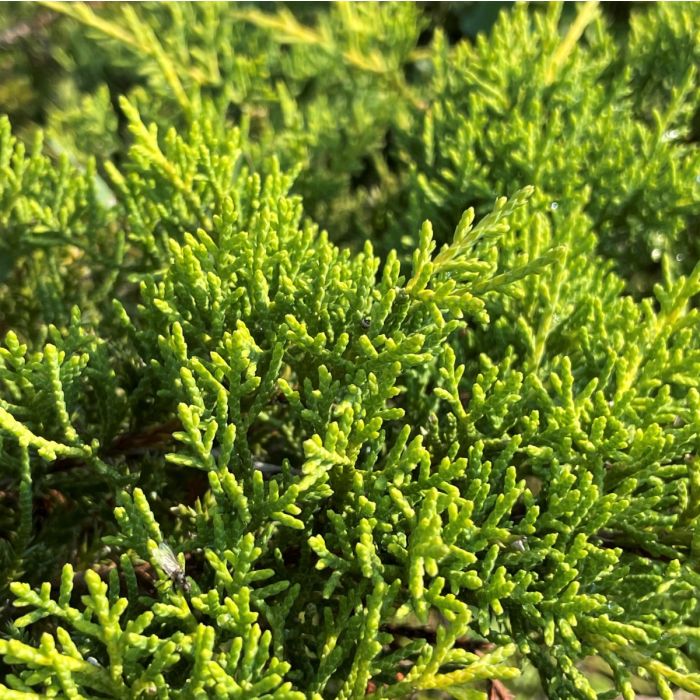 Gold Star Juniper