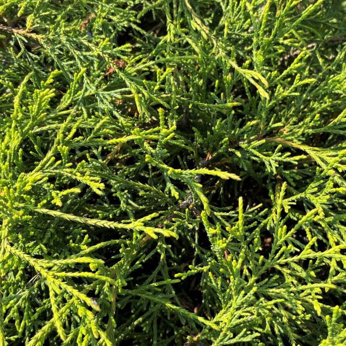 Golden Threadleaf Cypress