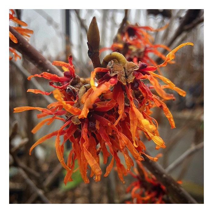 Diane Witch Hazel