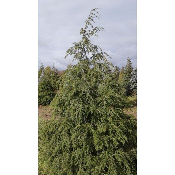 Canadian Hemlock