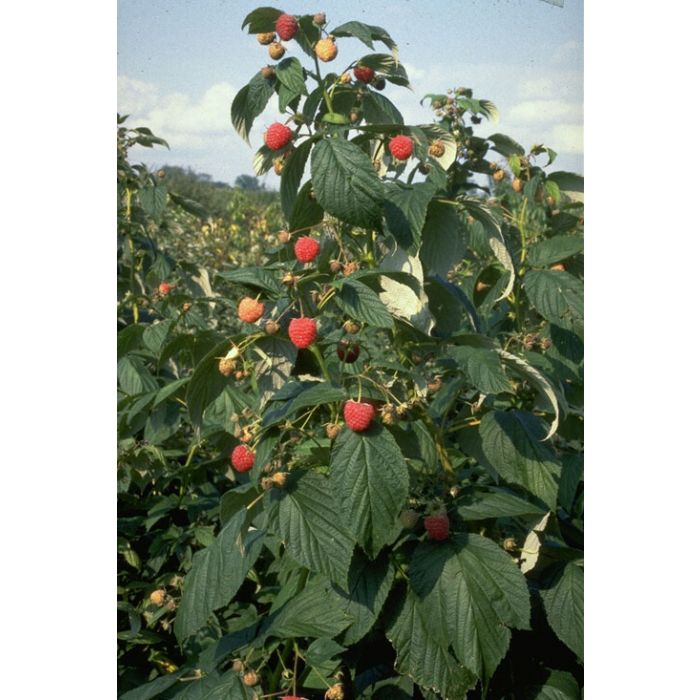 Heritage Raspberries