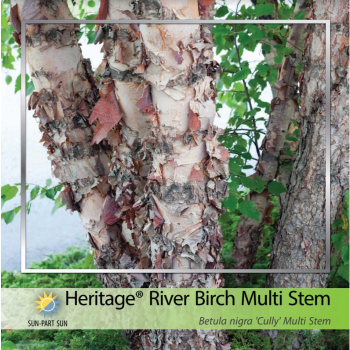 Heritage River Birch Clump
