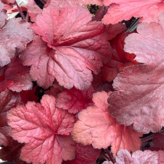 Coral Bells 'Forever Red' 1G