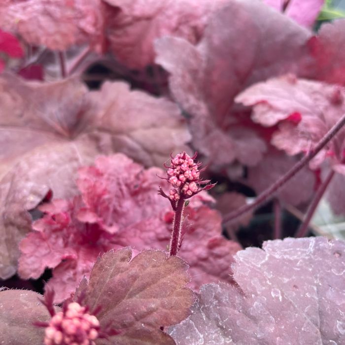 Coral Bells 'Red Dragon' 1G