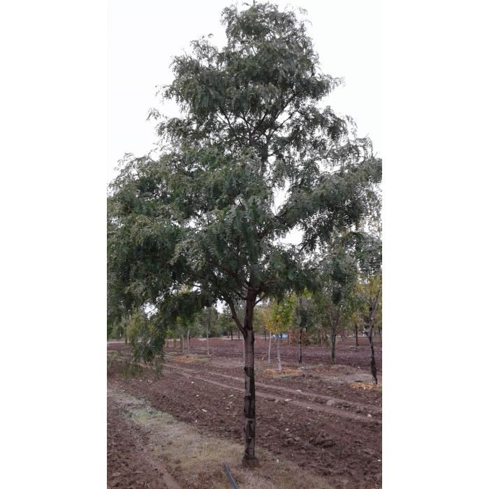 Skyline Honey Locust