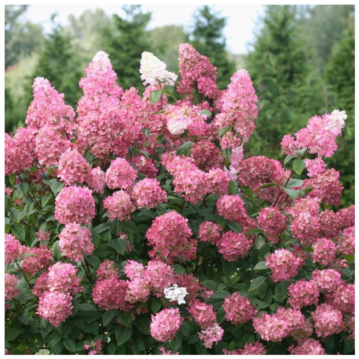 Fire Light Hydrangea