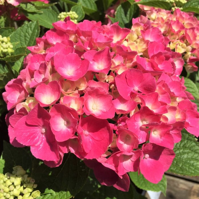 Forever Pink Hydrangea