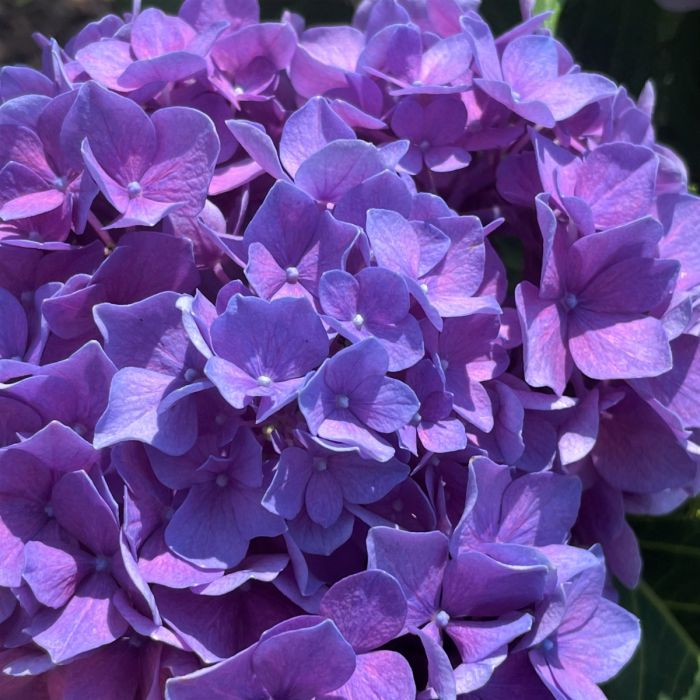 Lets Dance Rythmic Blue Hydrangea