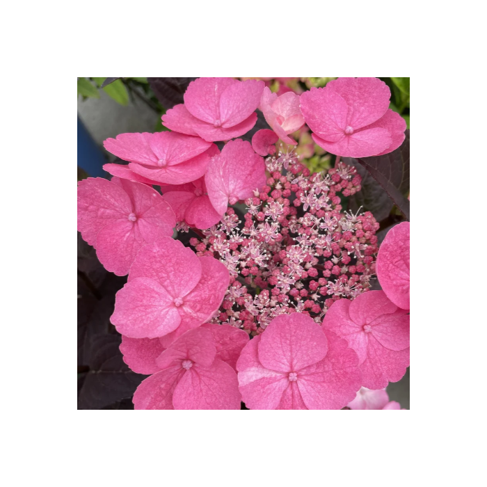 Pink Dynamo Hydrangea