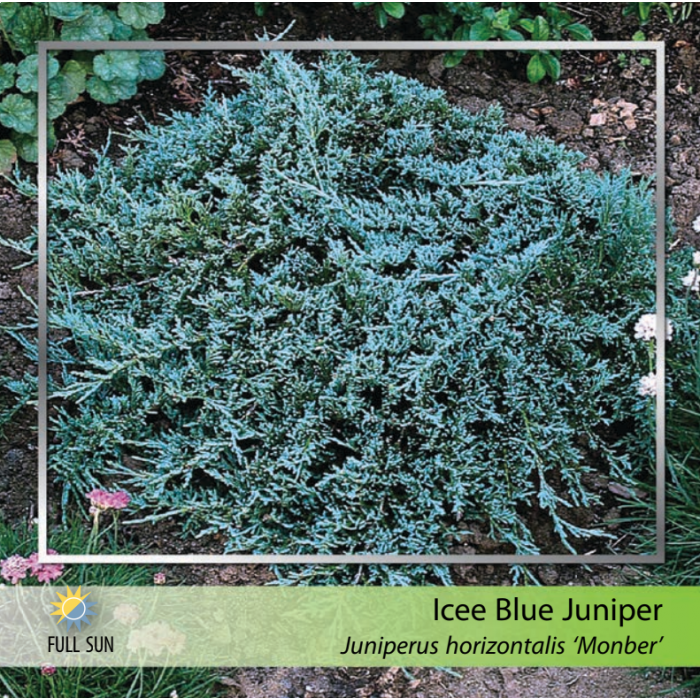 Icee Blue Juniper