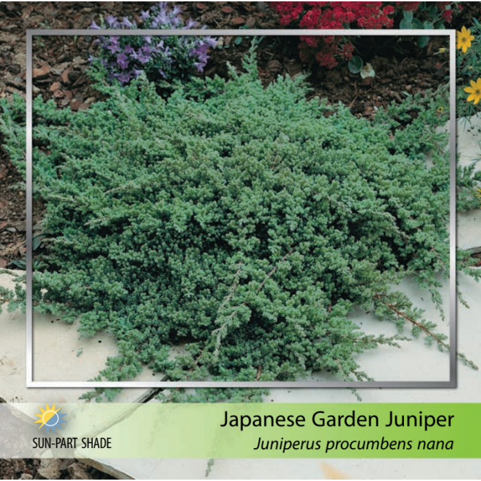 Japanese Garden Juniper