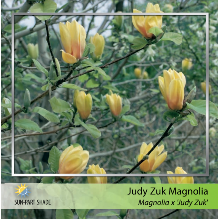 Judy Zuk Magnolia