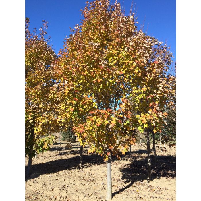 Karpick Red Maple
