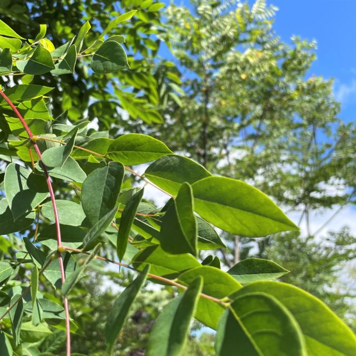 Kentucky Coffee Tree