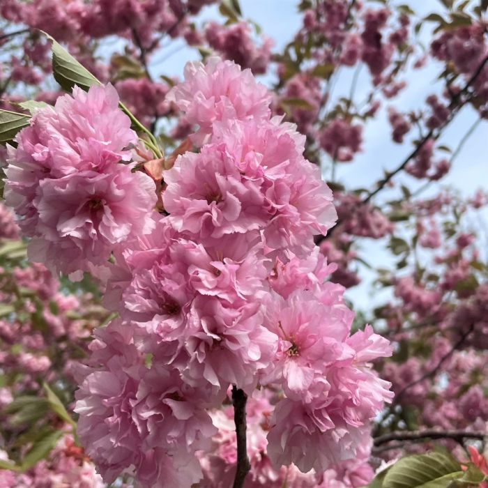 Prunus Serrulata Kwanzan Pink Flowering Cherry | Best Flower Site